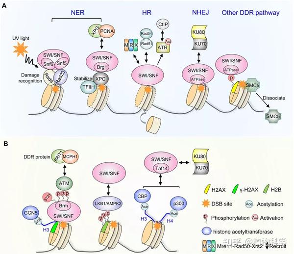 浙江大学马忠华团队综述染色质重塑复合体SWI/SNF在植物-病原体互作中的作用 - 知乎
