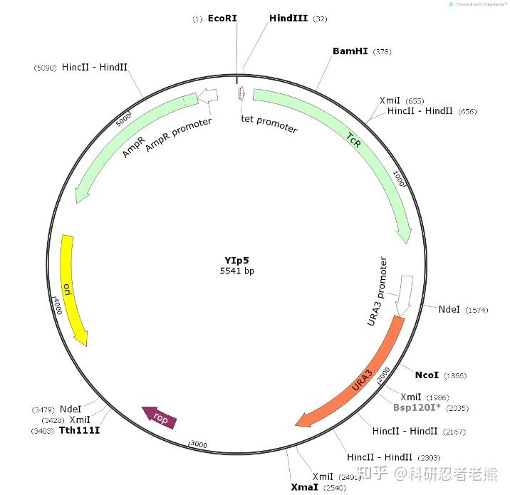 总概篇：真核表达系统（第一弹）——酵母表达系统 - 知乎