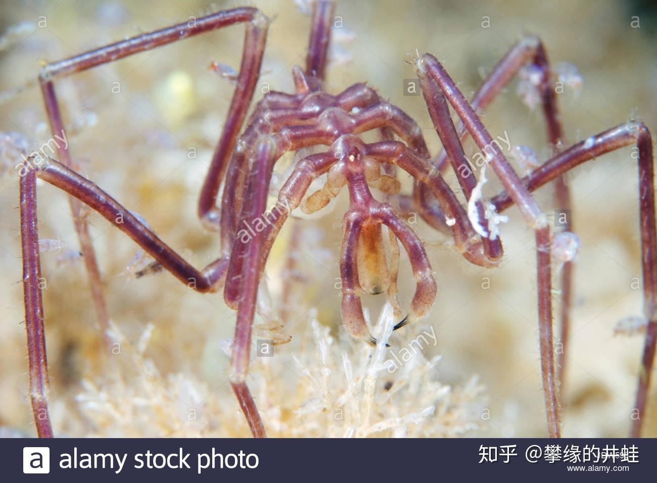 【地球演义】寒武纪的余烬：节肢动物篇 - 知乎