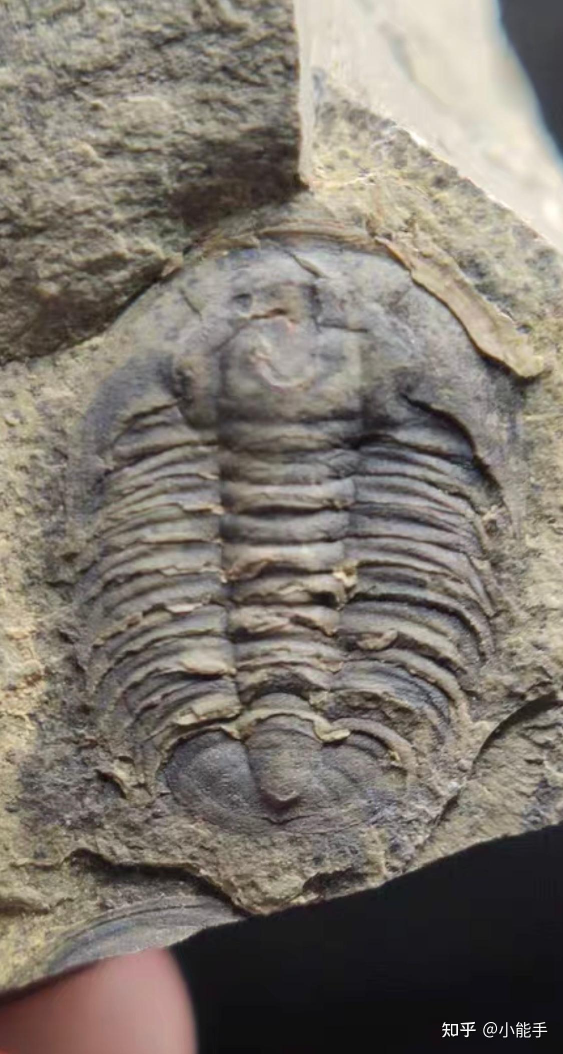 【三叶虫分类科普 1/ N 】褶颊虫目 - Ptychopariida - 知乎