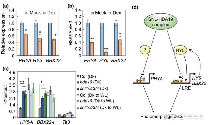 文献解读-组蛋白去乙酰化酶复合体SNL-HDA19 通过拮抗HY5 活性抑制拟南芥的光形态建成 - 知乎