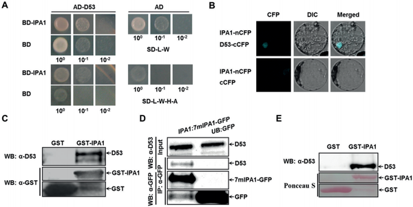 转录因子IPA1，次次都能发顶刊是怎么做到的？ - 知乎