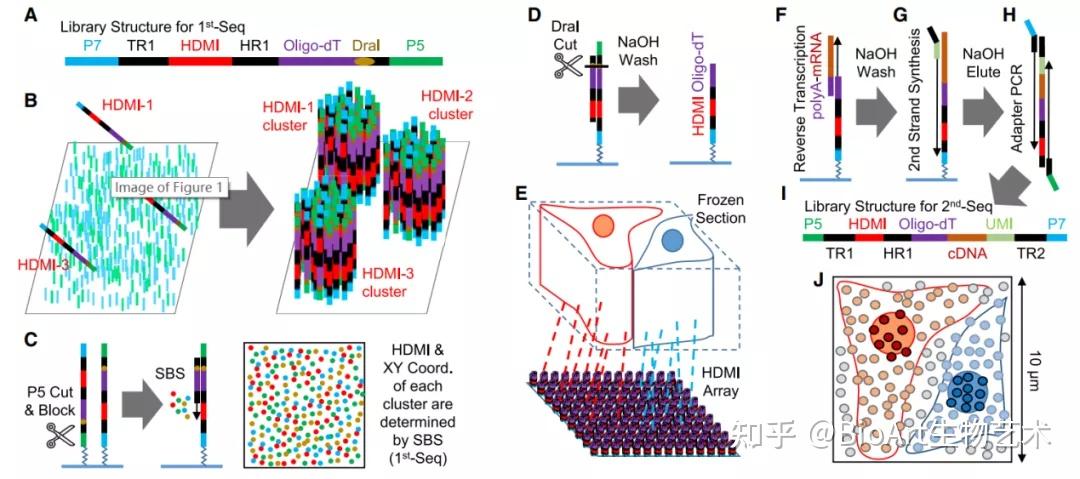 Cell | 空间转录组学可视化新方法：Seq-Scope - 知乎