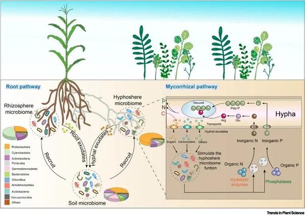 Trends in Plant Science | 中国农业大学冯固团队综述丛枝菌根菌丝际中的微生物相互作用！ - 知乎