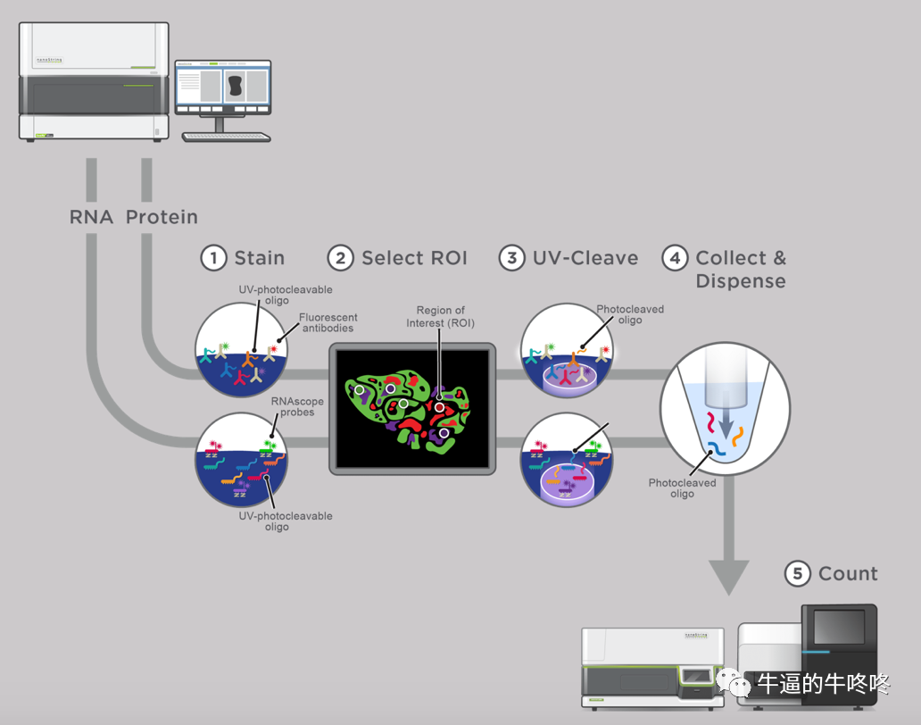从10x Genomics 收购 ReadCoor 回顾空间基因组学发展 - 知乎