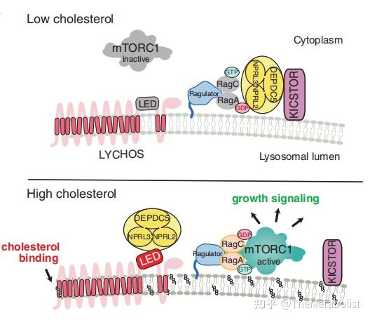 Cell&Science&Nature近期代谢精选 - 知乎