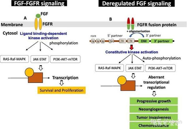 小分子化合物——FGFR 抑制剂 - 知乎