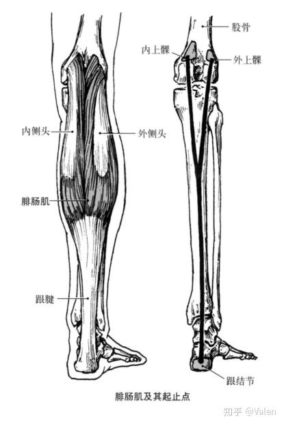 周六野之 瘦小腿”测评 知乎