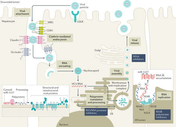 丙型肝炎研究的突破：从发现到治愈 - 知乎