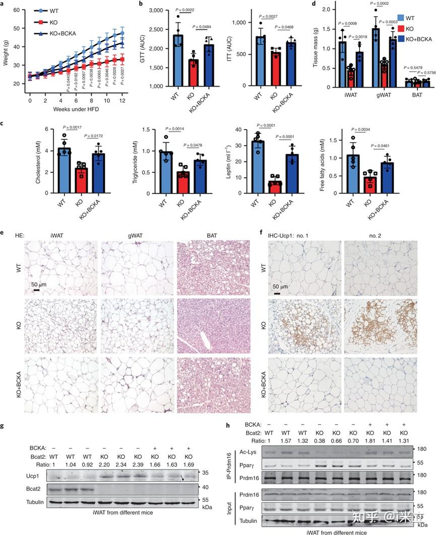 IF:19.865｜抵抗肥胖的新思路：BCAA-BCKA轴通过PRDM16的乙酰化调节WAT的褐变 - 知乎
