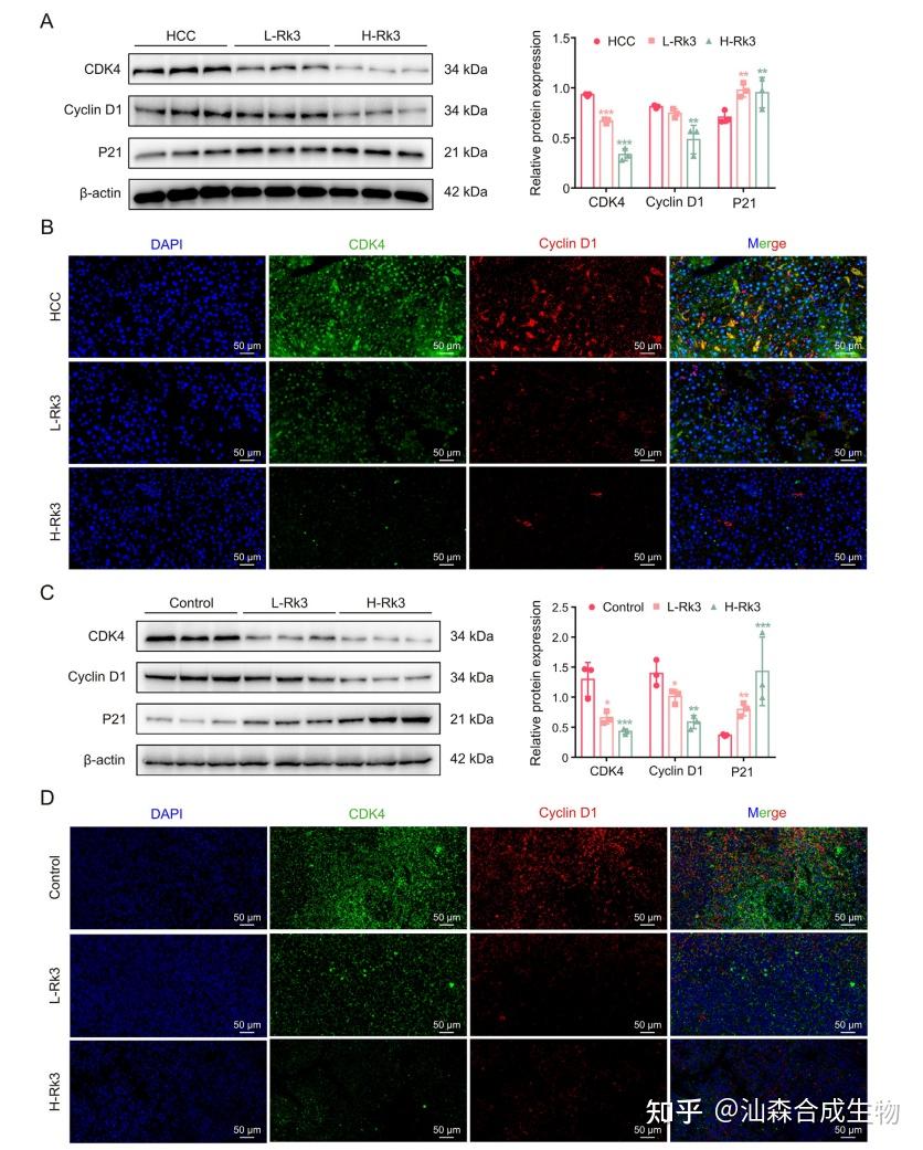 人参皂苷Rk3-新PI3K/AKT靶向治疗剂，可调节肝细胞癌的自噬和细胞凋亡 - 知乎
