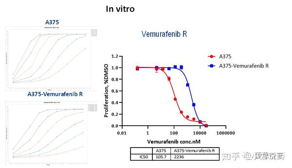 A375 Vemurafenib R耐药株体内模型介绍 - 知乎