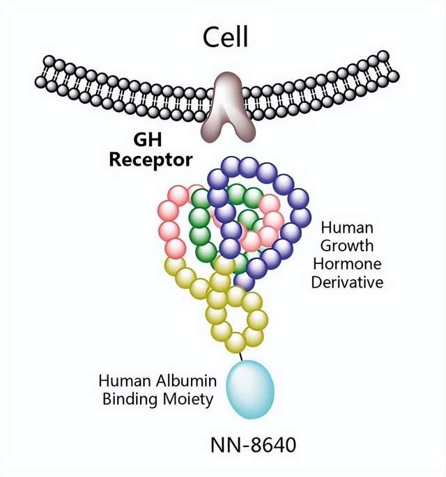 一年长高10厘米！Ngenla获FDA批准，浅谈：长效生长激素的制剂技术与代表药物 - 知乎