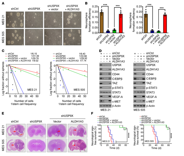 USP9X去泛素化ALDH1A3并维持胶质母细胞瘤干细胞的间充质特性 - 知乎