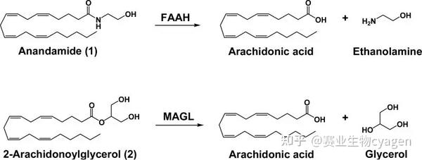 Faah基因敲除小鼠 - 知乎