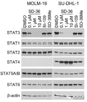 STAT3相关通路及其抑制剂、降解剂研究进展 - 知乎