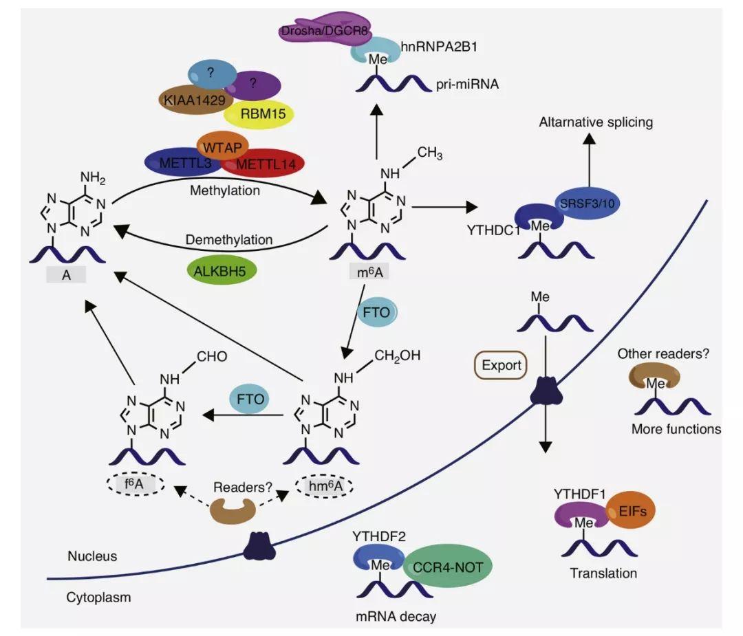 特别推荐 | 凡是过去,皆为序章——m6A结构生物学前沿进展 - 知乎