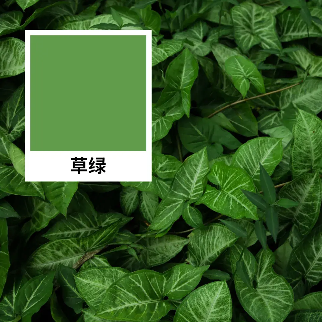 看绿色真的可以保护视力吗? 知乎