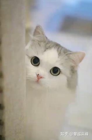 torchvision.utils模块 - 知乎