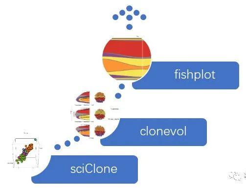 临床数据 4. 肿瘤克隆进化分析结果解读？ - 知乎