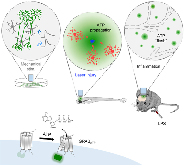 北大李毓龙实验室 | GRAB神经递质荧光探针集锦 - 知乎