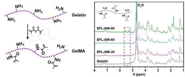 光固化GelMA明胶水凝胶系列一览！ - 知乎