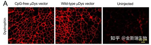 Nature子刊：人工合成的ITR 可用于AAV载体构建，有望改善基因疗法 - 知乎