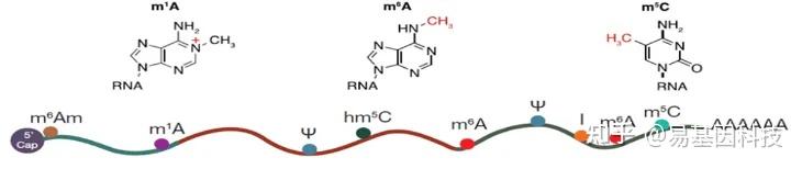 RNA甲基化修饰整体研究方案——m6A、m5C、m1A、m7G、ac4C、RNA与蛋白互作（RIP） - 知乎