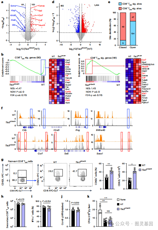 Nat Immu | 转录辅因子Tle3决定记忆性CD8+T细胞分化 - 知乎