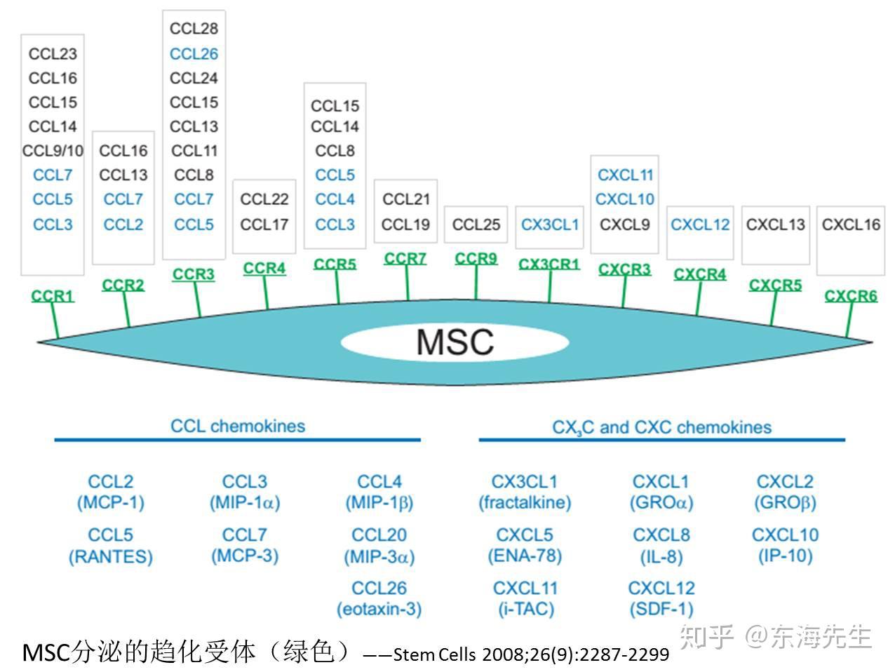 长文分析MSC的功能特性和临床挑战 - 知乎