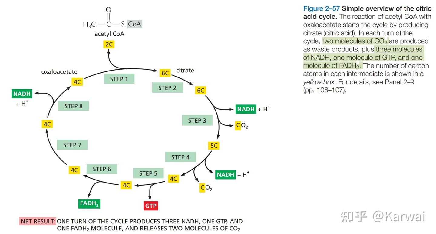 随温 | TCA（三羧酸循环） - 知乎