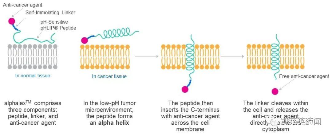 超7亿美元PDC合作：Cybrexa和Exelixis达成独家合作，为Exelixis提供收购CBX-12的权利 - 知乎