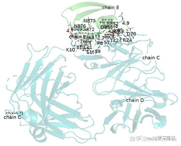 Pymol自动显示蛋白-蛋白相互作用 - 知乎