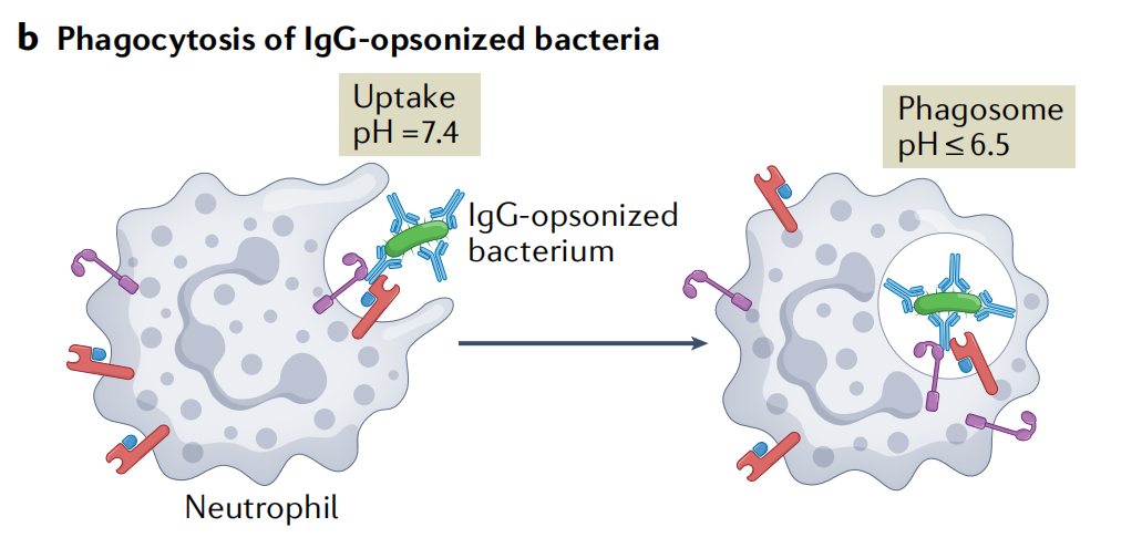 【Nature Reviews】综述: 进入新生儿Fc受体(FcRn)的治疗时代 - 知乎