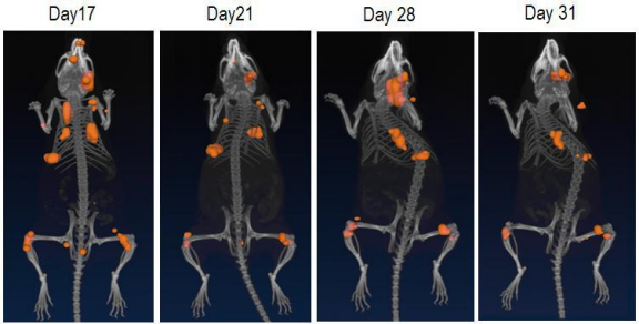 IVIS 活体光学成像技术概述-上海玮驰仪器有限公司
