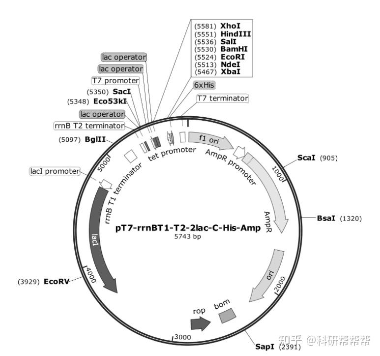 一文get毒性蛋白原核表达解决方案 - 知乎