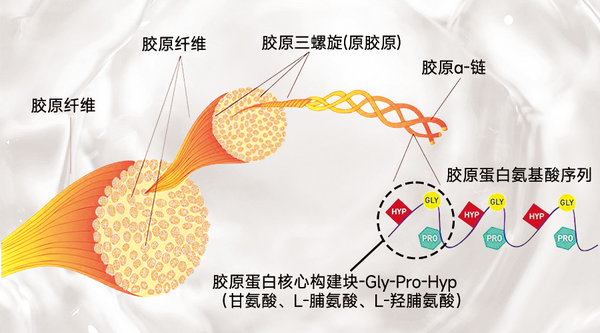 为什么补充胶原蛋白肽能促进体内胶原蛋白合成？ - 知乎