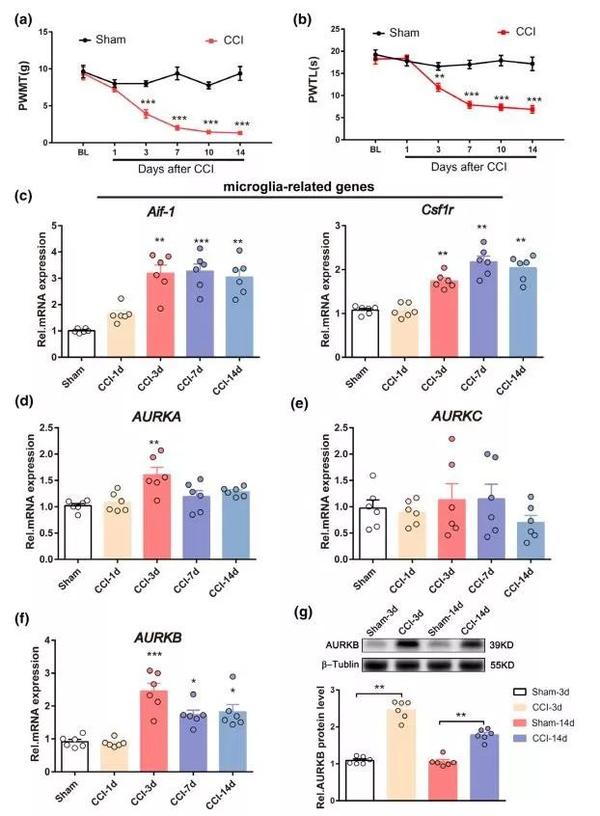 【客户文章】《J Neurochem》湘雅医院黄长盛团队发现AURKB在大鼠脊髓小胶质细胞活化和神经病理性疼痛中有重要作用 - 知乎