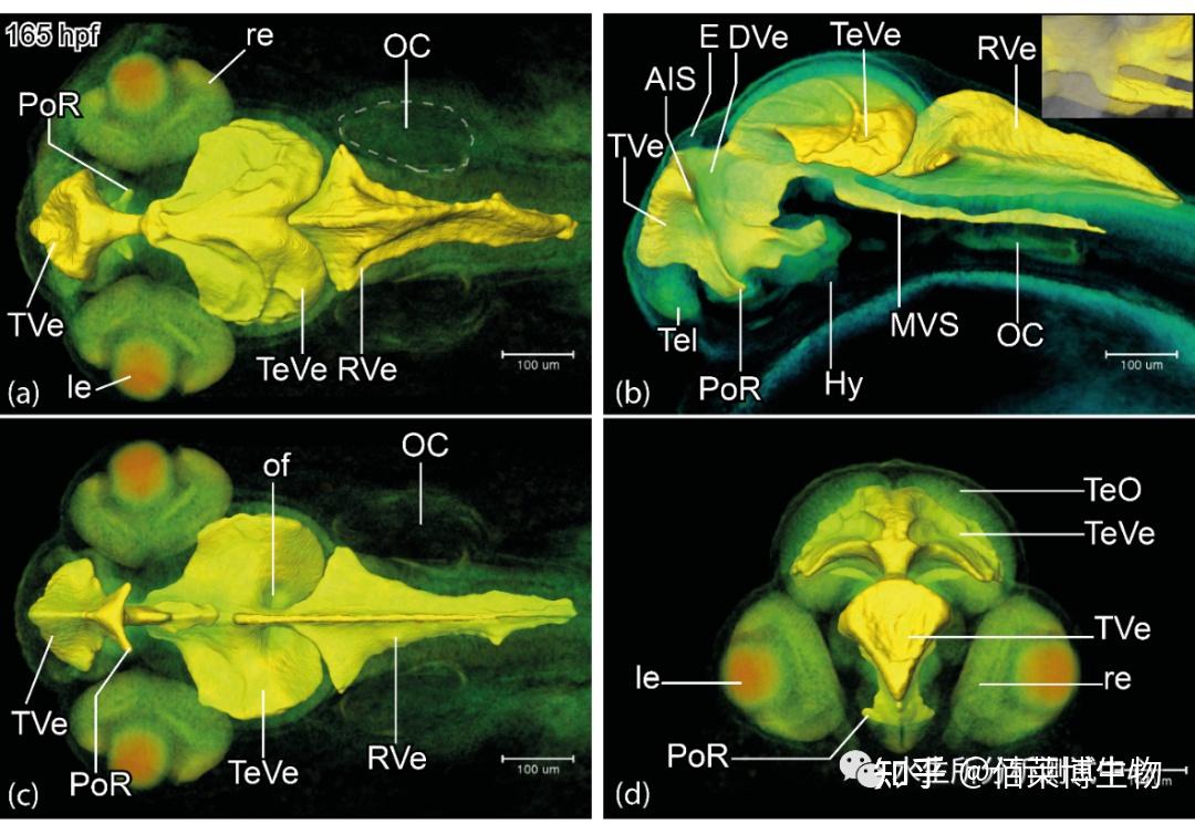 一文读懂显微CT（MicroCT）实验 - 知乎
