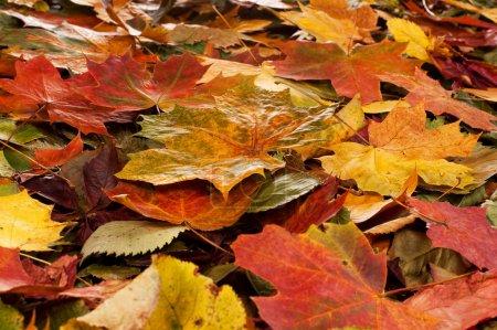 Autumn Leaves | 经典爵士标准曲背后的故事 - 知乎