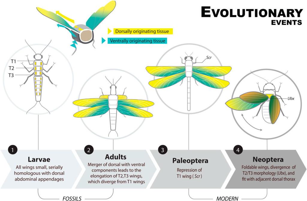 【地球演义】六足传奇4：羽化飞升 - 知乎