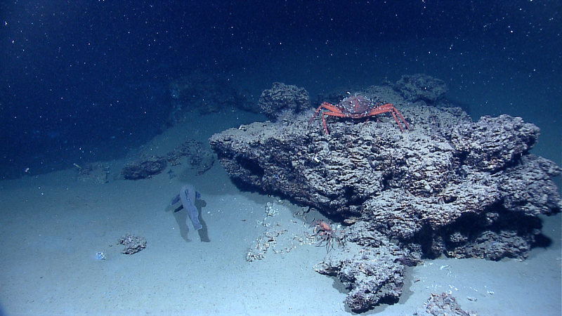 What is marine snow?什么是海洋雪？ - 知乎