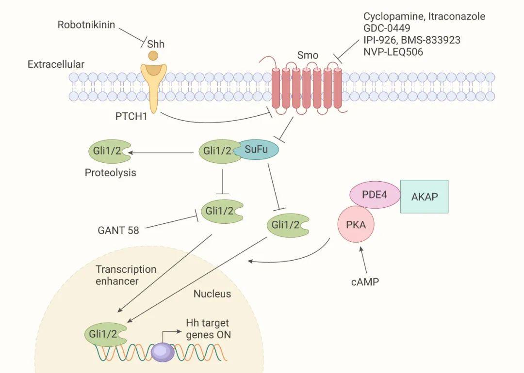 Hedgehog 信号通路与癌症 | MedChemExpress - 知乎