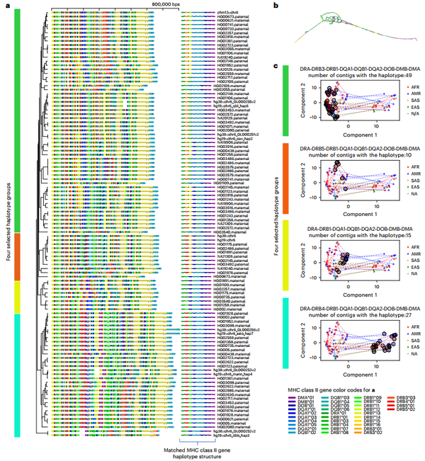Nat Methods | 新泛基因组研究工具包PGR-TK，可在多种尺度上分析重复/临床相关复杂基因变异 - 知乎