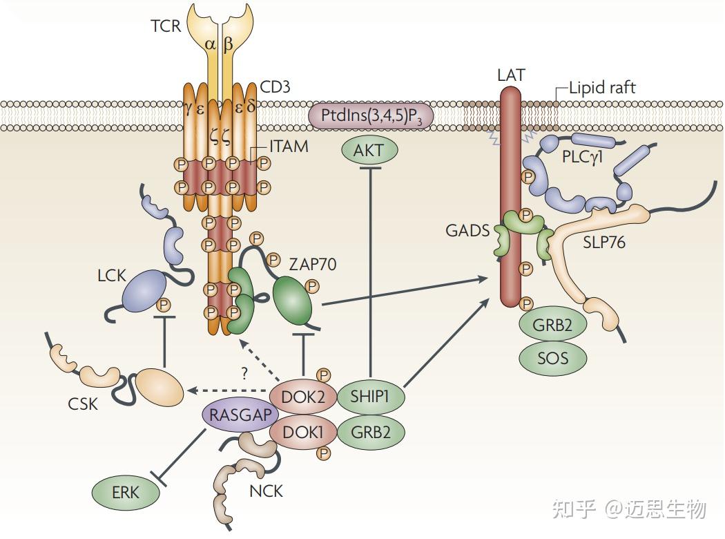 T淋巴细胞表面关键分子：CD3 - 知乎