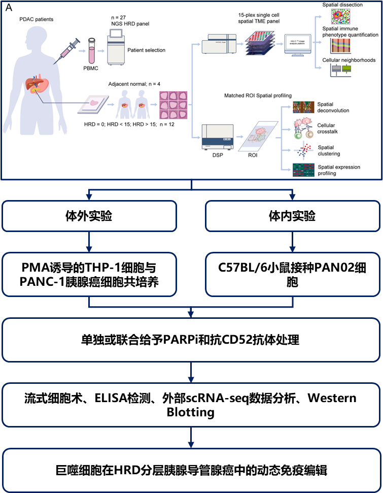 DRU（IF：24.3）！非因生物DSP+Cell DIVE助力客户胰腺癌研究高分文章发表 - 知乎