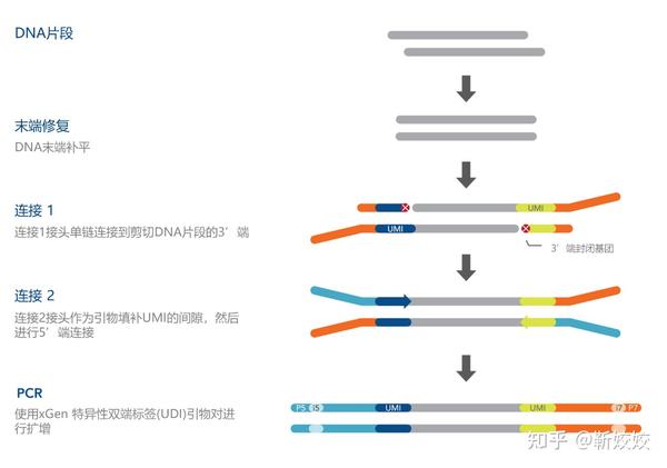 IDT埃德特xGen cfDNA & FFPE DNA文库制备v2 MC试剂盒全新升级! - 知乎