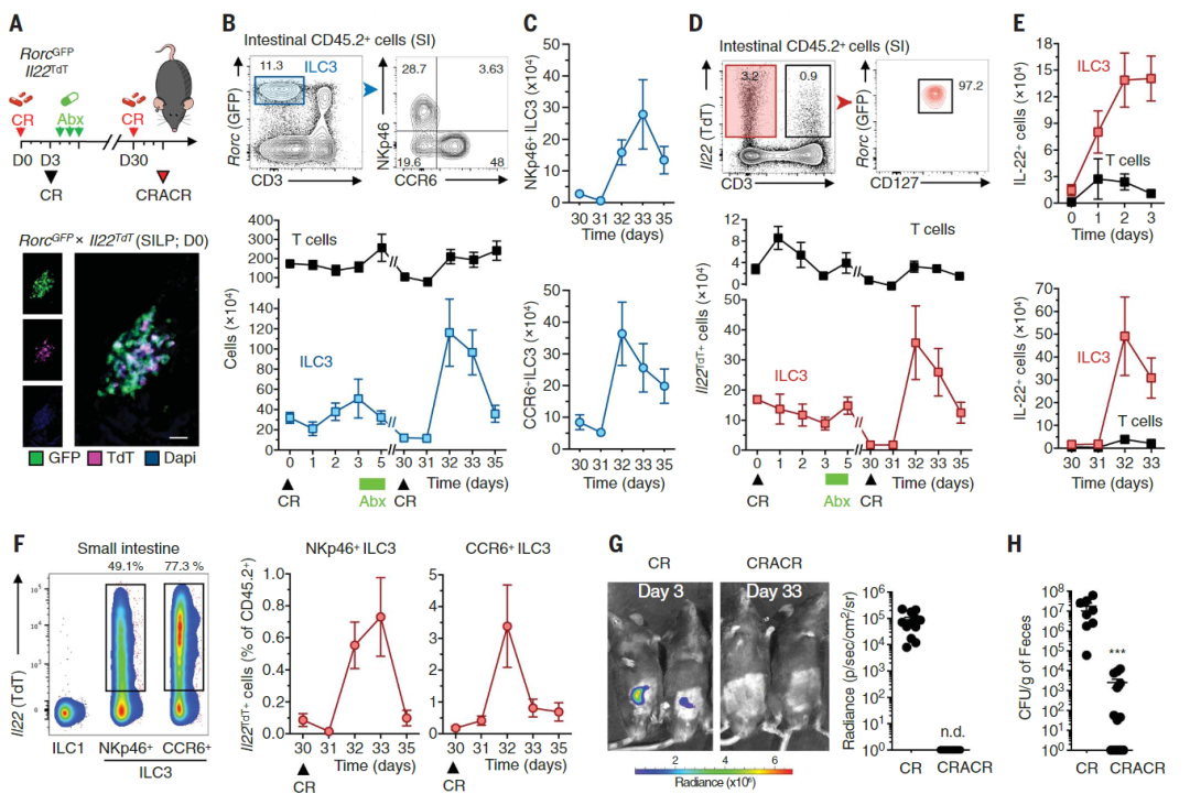 Science丨先天免疫细胞 ILC3 通过免疫训练加强肠道防御 - 知乎