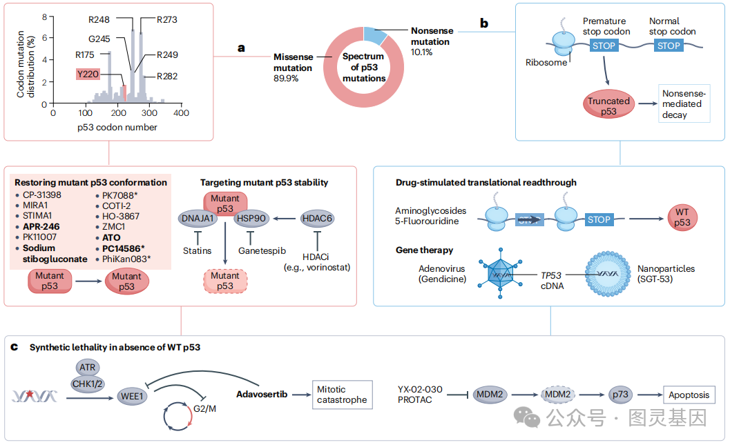 Nat Rev | p53研究先驱：将基于p53的癌症疗法应用于临床 - 知乎