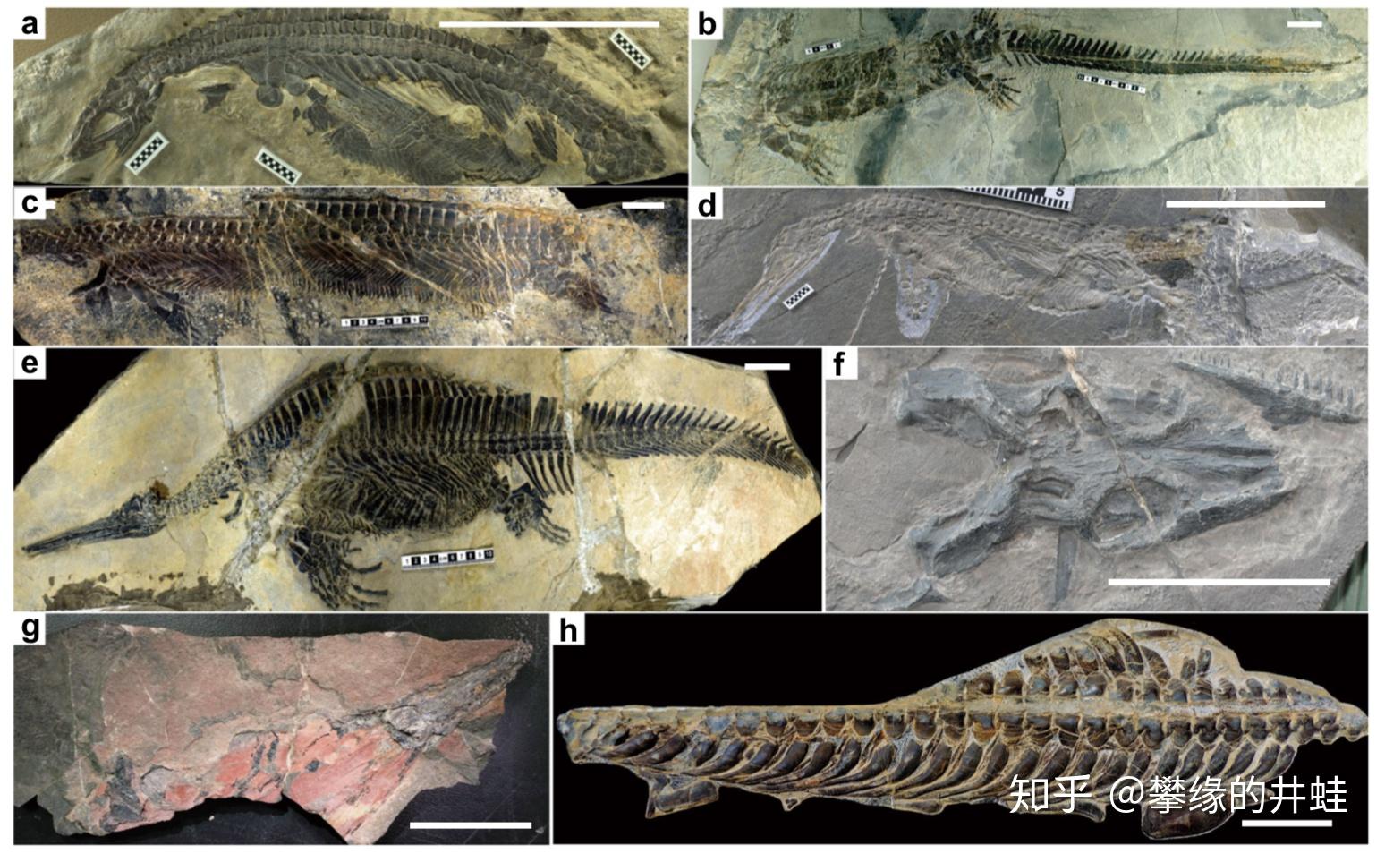 【地球演义】中生代-三叠纪-城头变幻大王旗（下） - 知乎